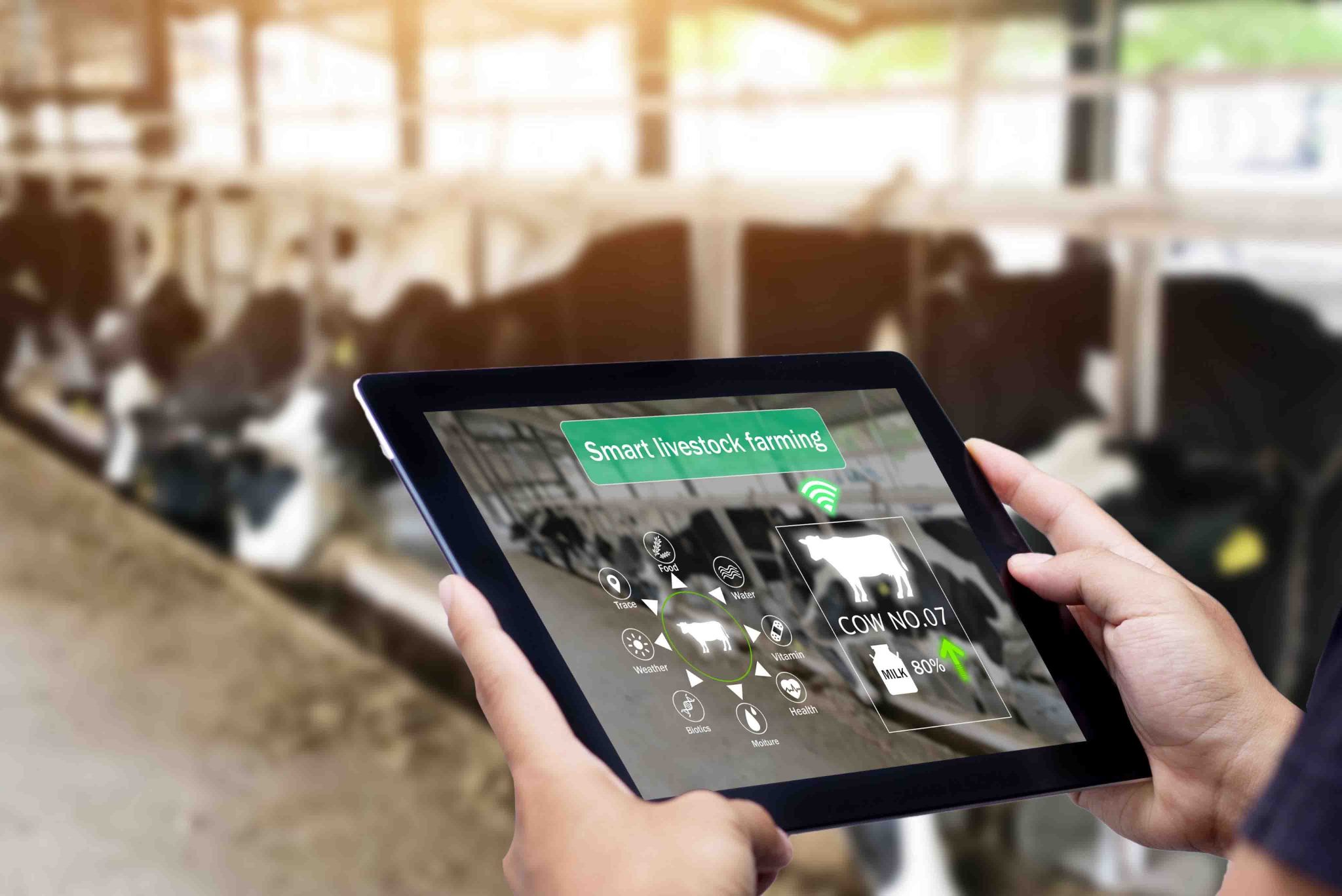 Livestock Management Archives AgriERP Blog livestock-management-archives-agrierp-blog