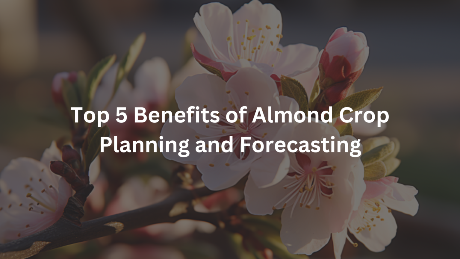 Optimizing Harvest Timing: 5 Benefits of AgriERP for Almond Crop ...