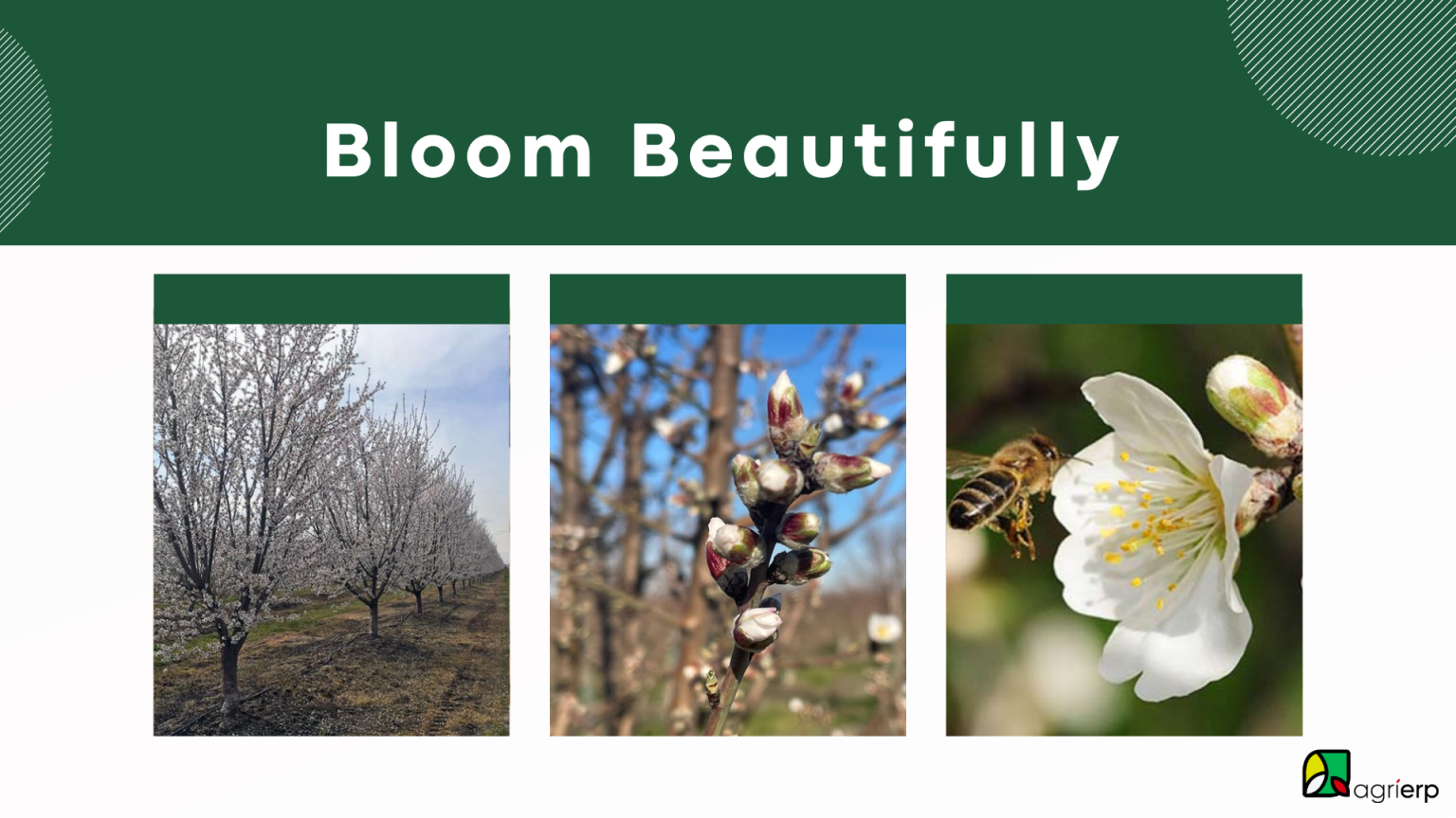 Bloom Beautifully: Streamline Pollination and Boost Almond Yields with ...