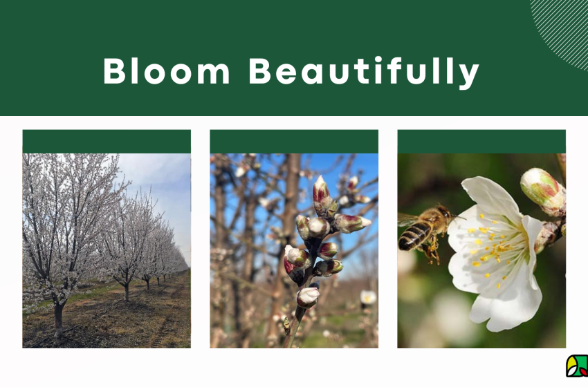 Bloom Beautifully: Streamline Pollination and Boost Almond Yields with ...