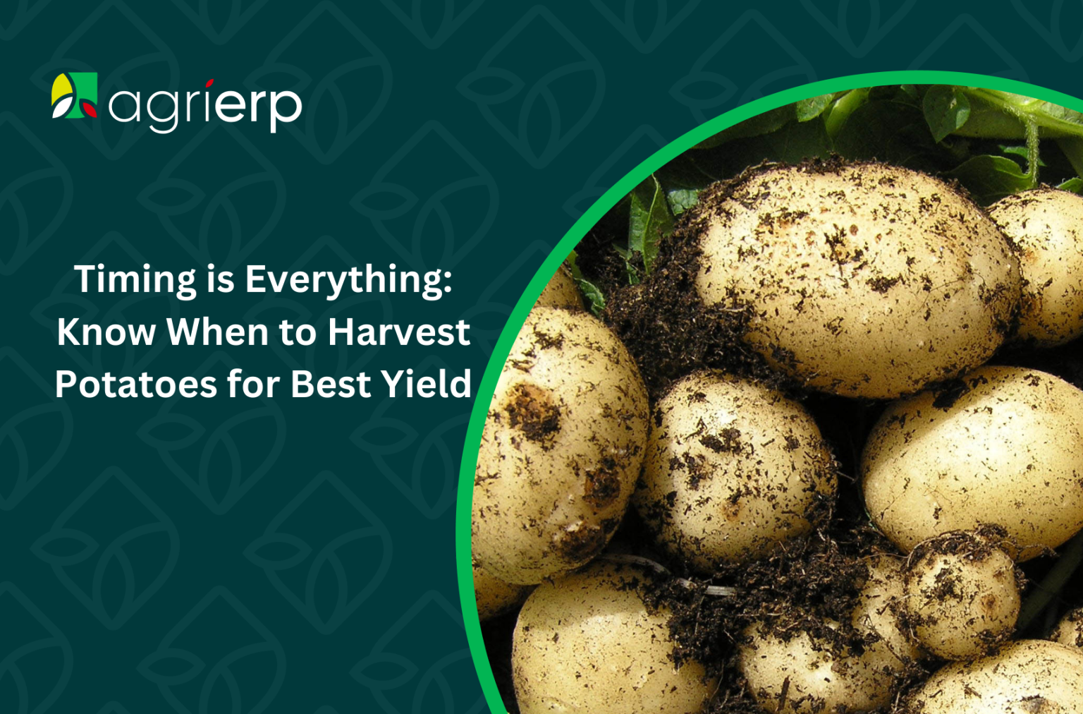 Timing is Everything: Know When to Harvest Potatoes for Best Yield ...