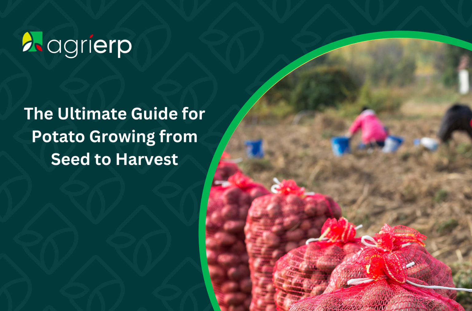 The Ultimate Guide for Potato Growing from Seed to Harvest - AgriERP Blog