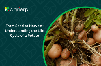 From Seed to Harvest: Understanding the Life Cycle of a Potato ...