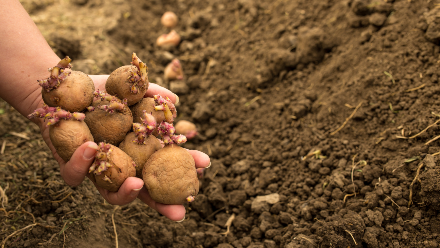 From Seed to Harvest: Understanding the Life Cycle of a Potato ...