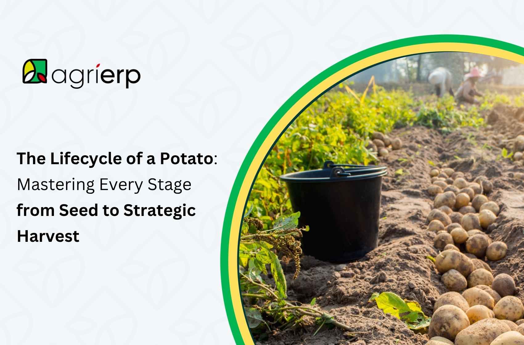 Life Cycle of a Potato Plant: From Seed to Harvest Explained