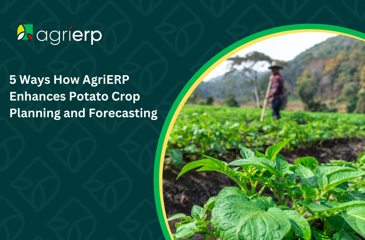Optimizing Potato Harvest: 5 Ways How AgriERP Enhances Potato Crop ...