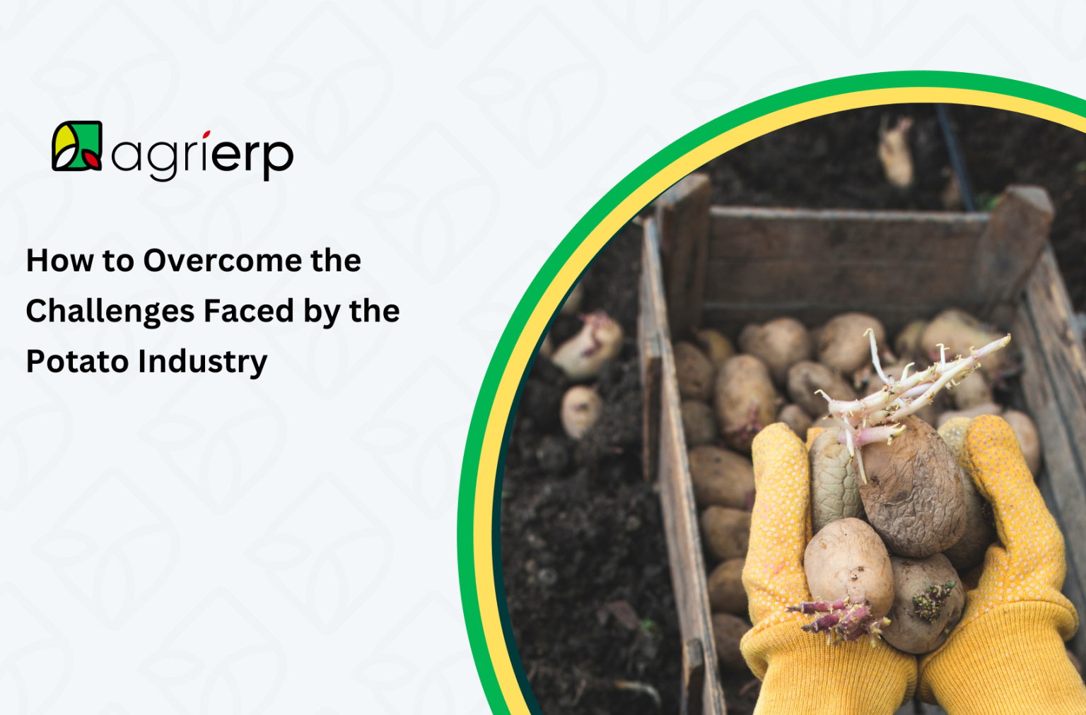 How to Overcome the Top 7 Challenges Faced by the Potato Industry ...