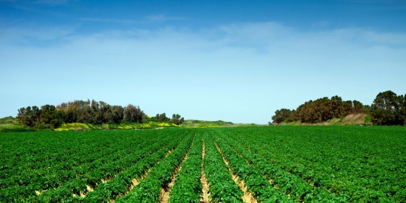Field Management Facts Every Grower Should Know