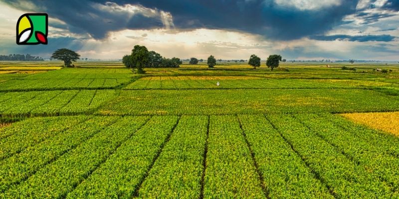 Top 10 Issues in Agriculture | Challenges and Solutions for Farmers