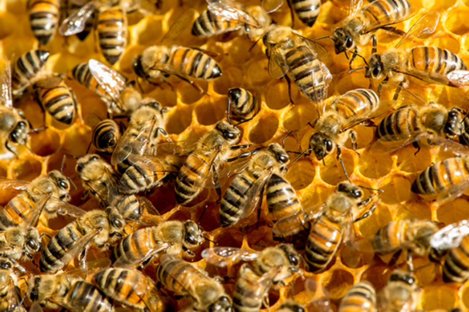 Decline in U.S. Pollinator Populations and Its Implications for Agriculture